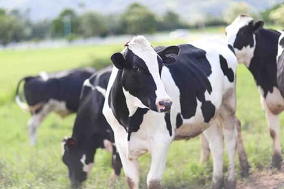 Sustainable Animal Agriculture: Creating a Better Living Environment